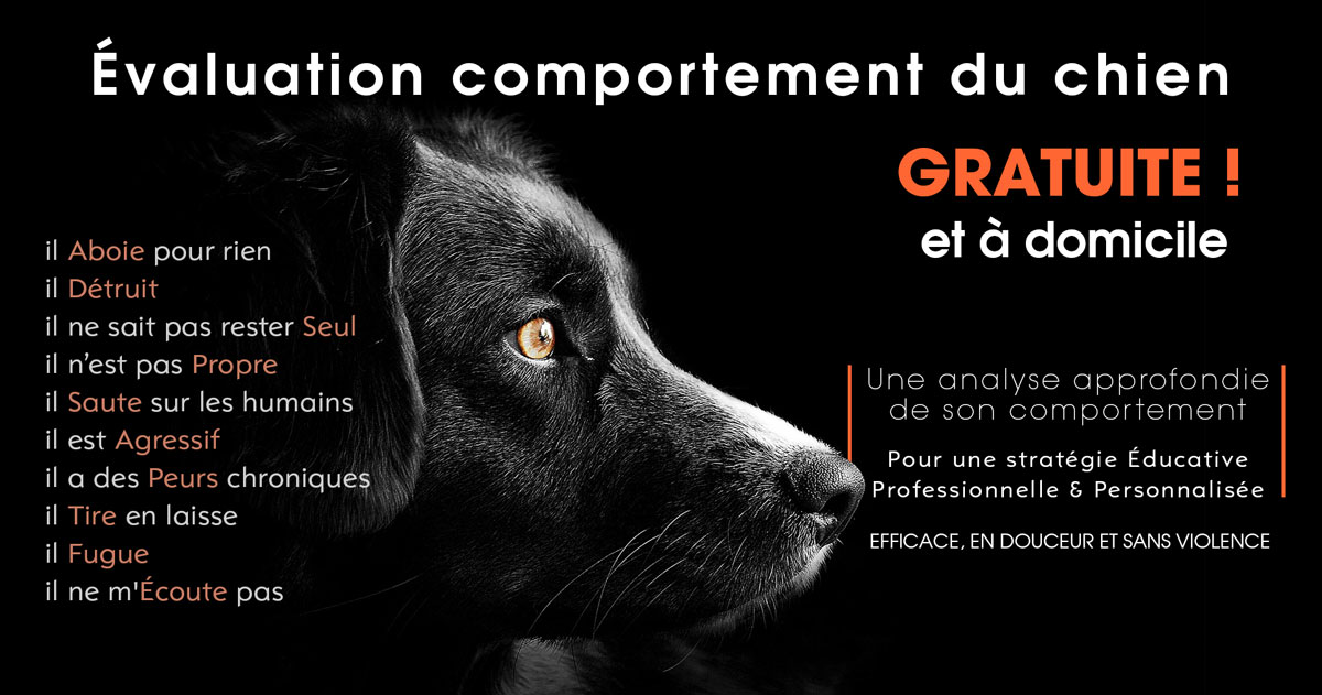 Évaluation chien à domicile | Éducation Canine Magellan en Isère